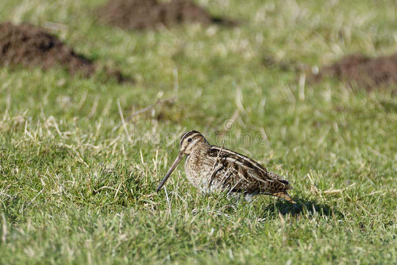 Common Snipe stock photo. Image of waterbird, gloucestershire - 167990556