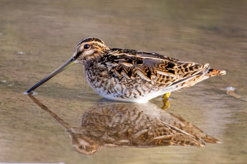 Common Snipe (Gallinago Gallinago) Close Up Stock Image - Image of ...