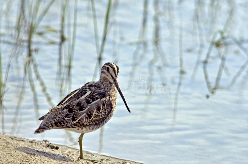 Common Snipe, Crete stock image. Image of animal, snipes - 205345293