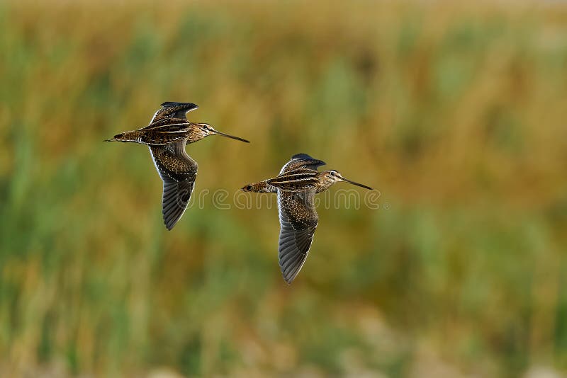 Common Snipe Gallinago Gallinago Stock Image - Image of bird, flying ...