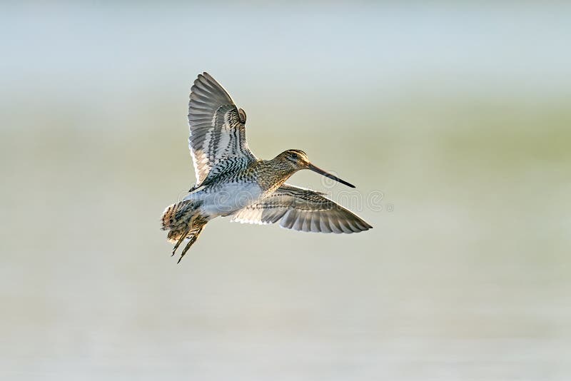 Common Snipe Gallinago Gallinago Stock Image - Image of flight ...