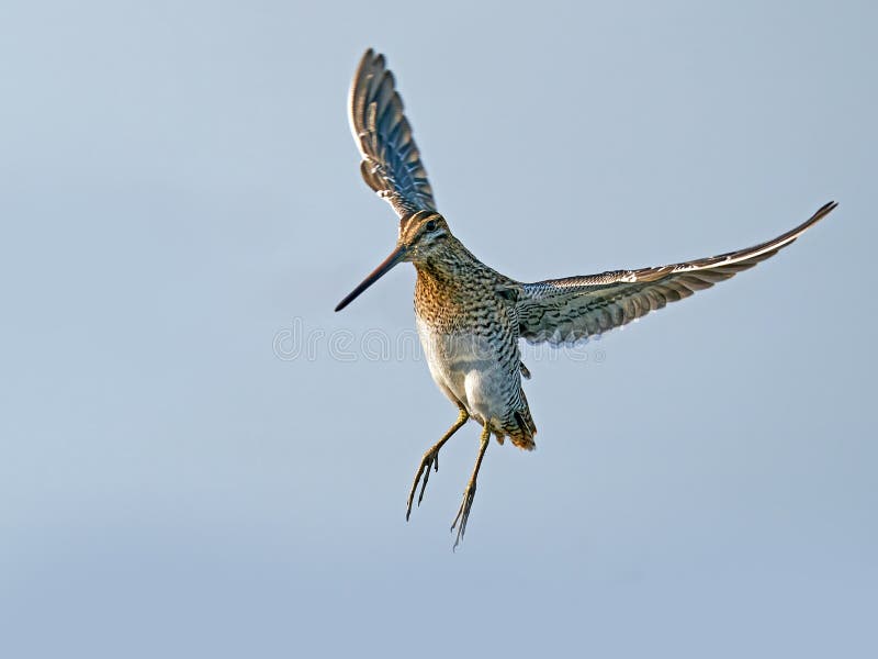 Common Snipe Gallinago Gallinago Stock Image - Image of bird, flying ...
