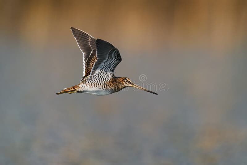 Common Snipe Gallinago Gallinago Stock Photo - Image of bird, common ...