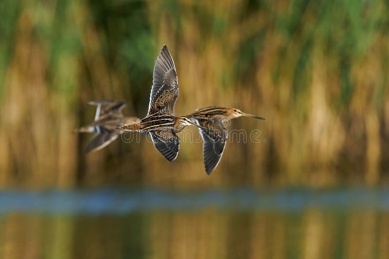 Common Snipe Gallinago Gallinago Stock Image - Image of snipe, habitat ...