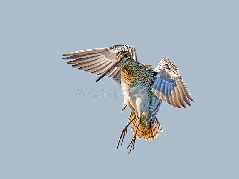 Common Snipe Gallinago Gallinago Stock Image - Image of flying ...