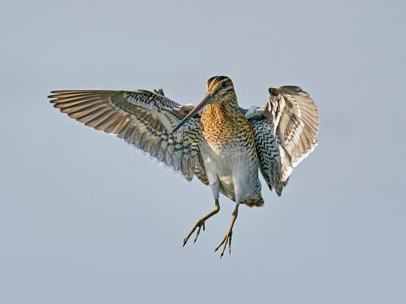Common Snipe Gallinago Gallinago Stock Image - Image of scandinavia ...