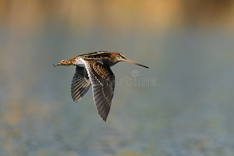 Common Snipe Gallinago Gallinago Stock Image - Image of wilderness ...