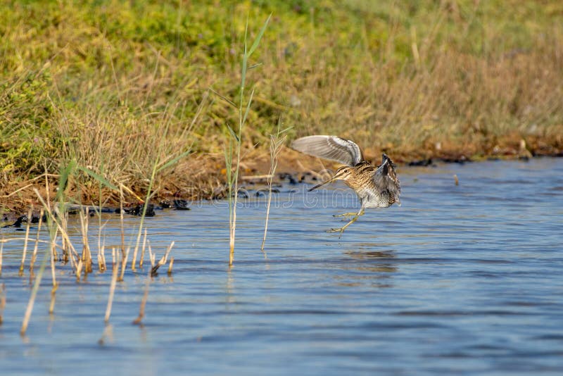 Common Snipe Gallinago Gallinago Flying into the Water`s Edge Stock ...