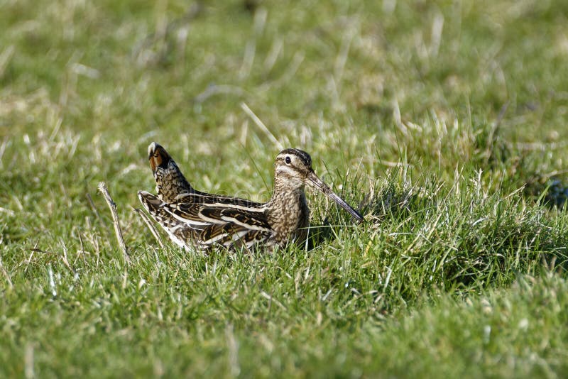 Common Snipe stock photo. Image of snipe, wild, long - 167990588