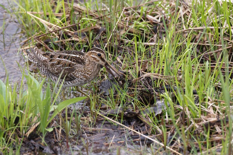 Common Snipe ( Gallinago Gallinago ) Searching for Food Newfoundland ...