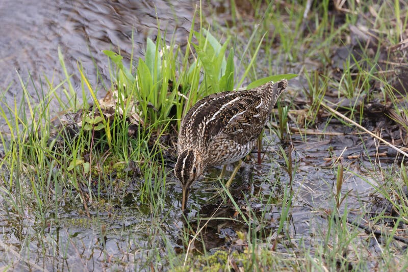 Common Snipe ( Gallinago Gallinago ) Searching for Food Newfoundland ...