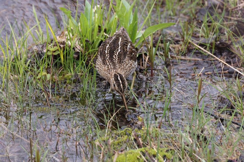 Common Snipe ( Gallinago Gallinago ) Searching for Food Newfoundland ...