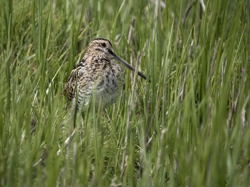 Common Snipe, Gallinago Gallinago Stock Photo - Image of bird, fauna ...
