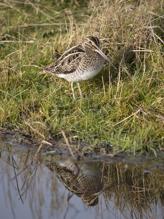 Common Snipe, Gallinago Gallinago Stock Image - Image of snipe, fauna ...