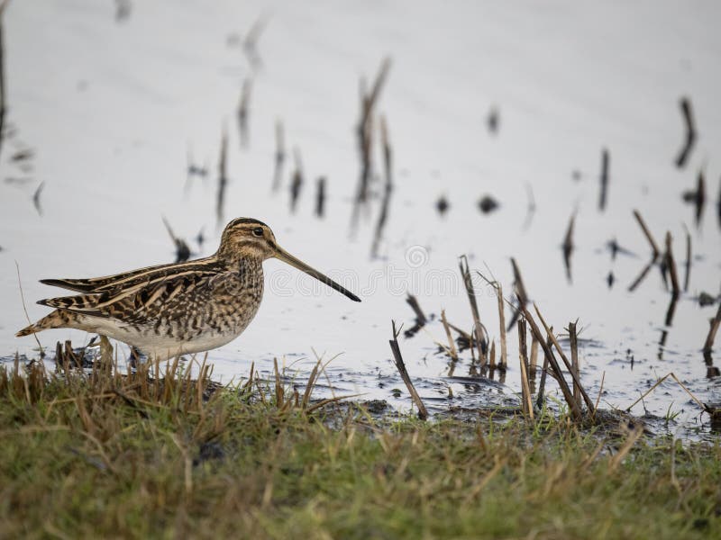 Common Snipe, Gallinago Gallinago Stock Image - Image of bird, common ...