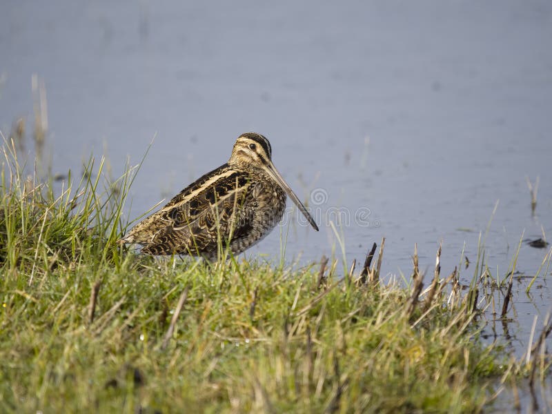 Common Snipe, Gallinago Gallinago Stock Photo - Image of british ...
