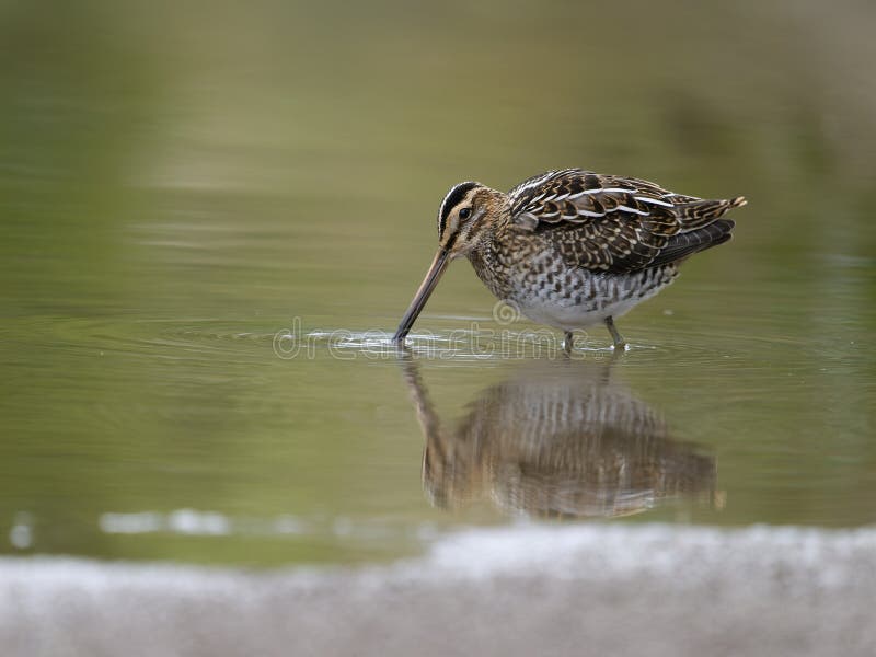 Common Snipe, Gallinago Gallinago Stock Image - Image of british, fauna ...