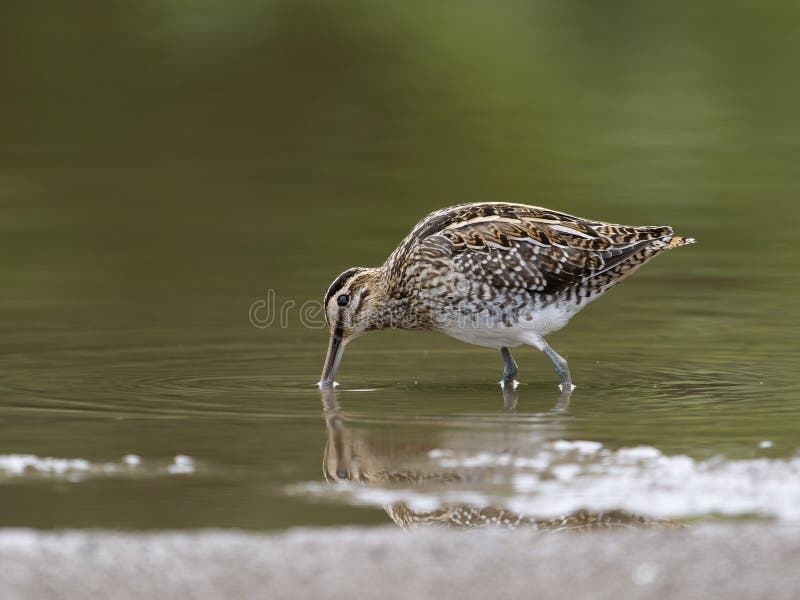 Common Snipe, Gallinago Gallinago Stock Photo - Image of animal ...