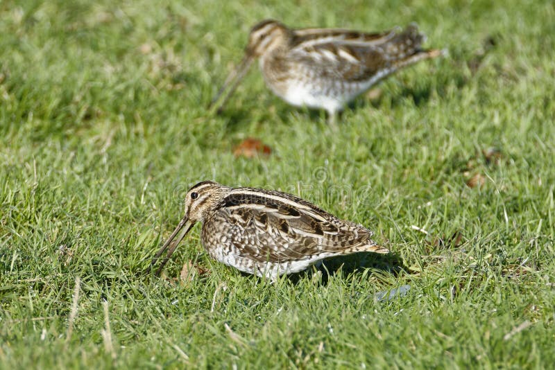 Common Snipe stock photo. Image of wader, wetland, moors - 167990504