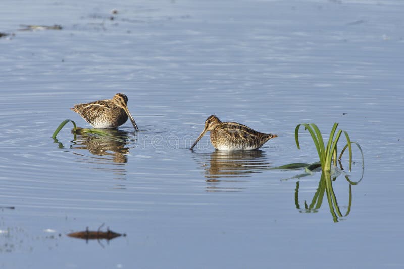 Common snipe stock photo. Image of wildlife, wooden, feather - 60292730