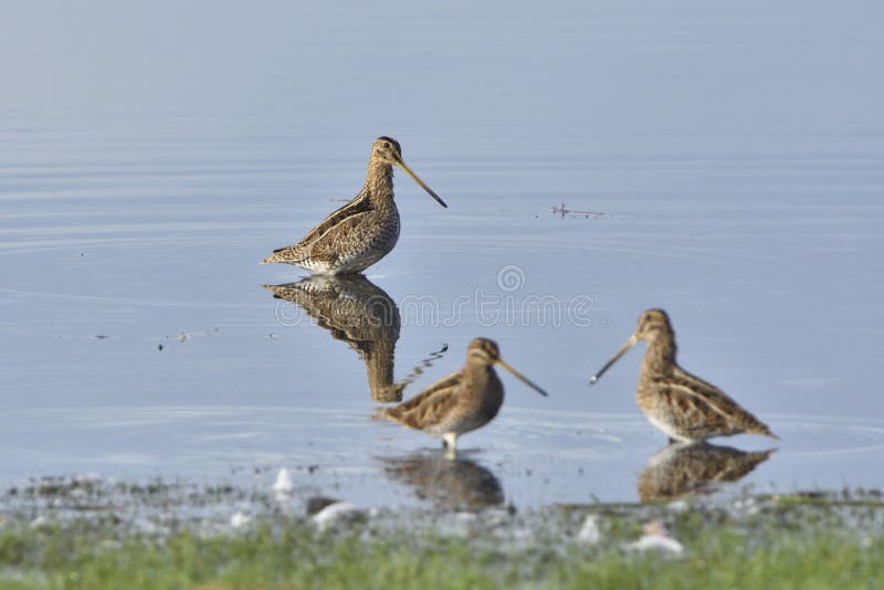 Common snipe stock image. Image of wild, post, feather - 60293091