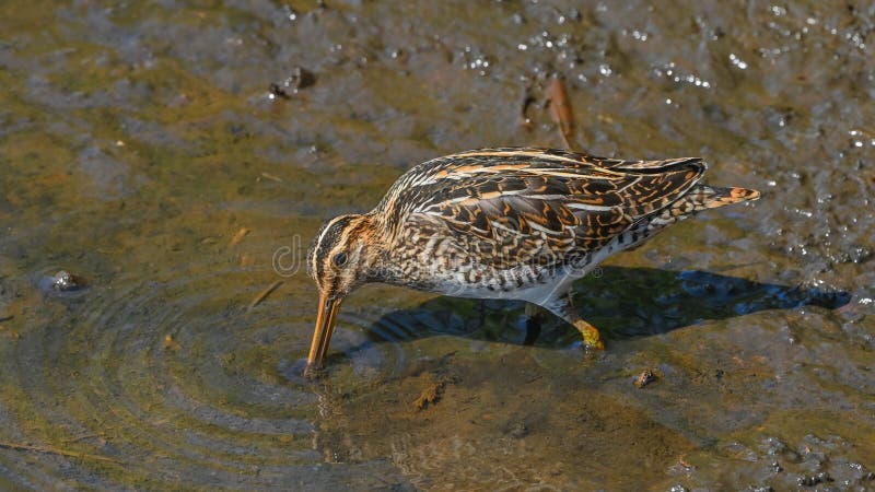 Common Snipe Looking for Food on the Beach Stock Photo - Image of ...