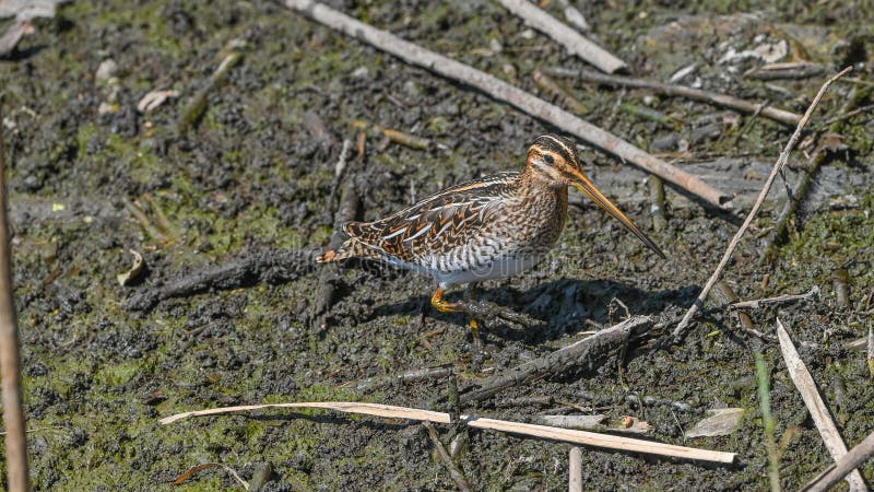 Common Snipe Looking for Food on the Beach Stock Photo - Image of ...