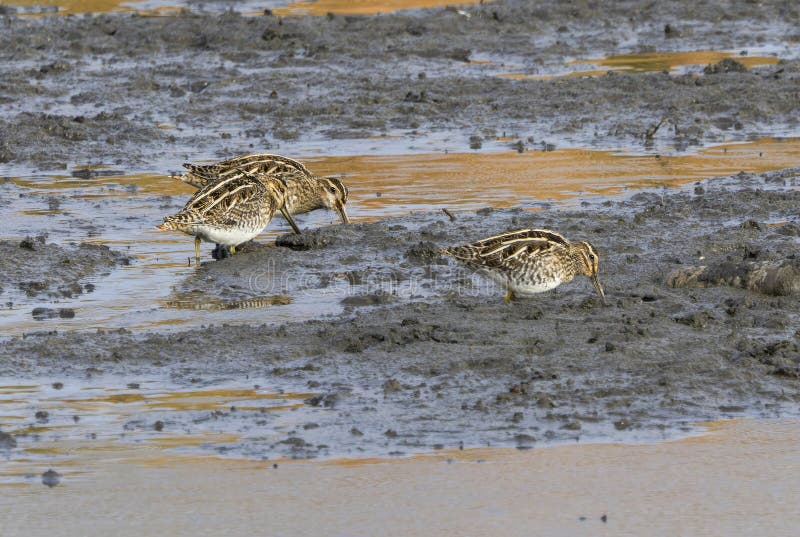 Common Snipe in the Mud Part of the Winter River Stock Image - Image of ...