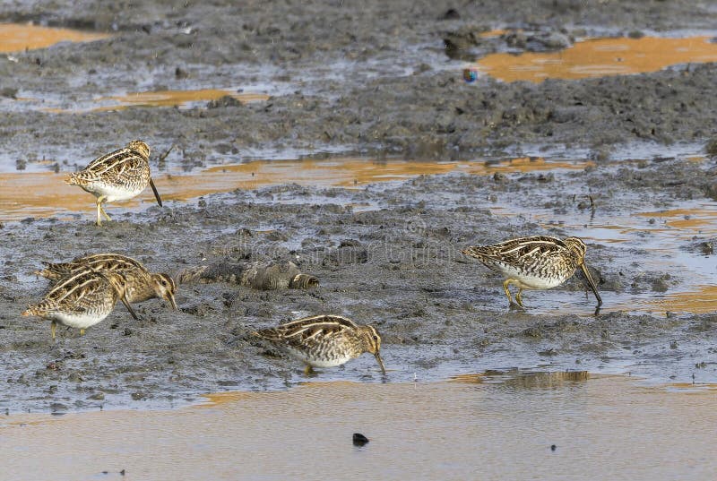 Common Snipe in the Mud Part of the Winter River Stock Image - Image of ...