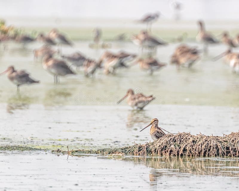 A Common Snipe resting stock image. Image of camouflage - 262746853