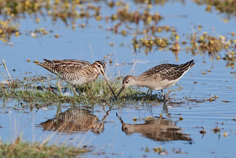 Common snipe and Ruff stock image. Image of water, vegetation - 78882171