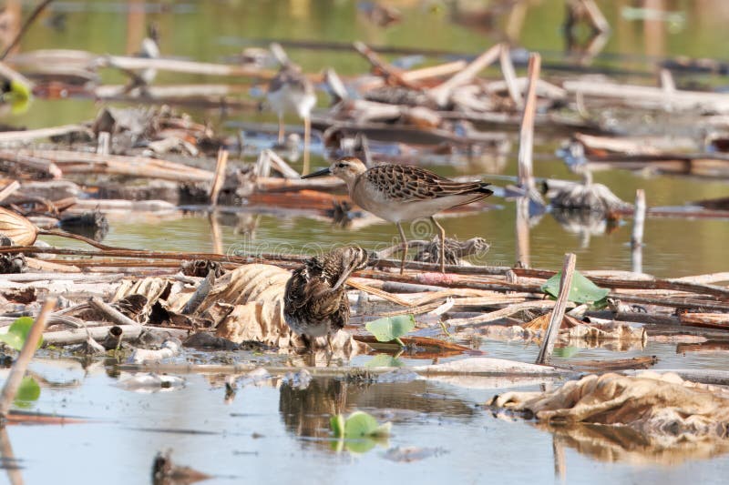 Common Snipe and Ruff in Mud Lotus Root Field Stock Image - Image of ...