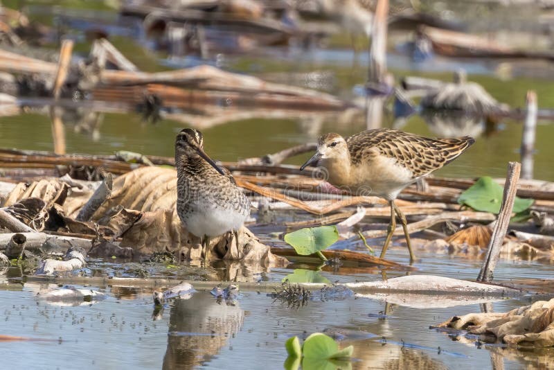 Common Snipe and Ruff in Mud Lotus Root Field Stock Photo - Image of ...