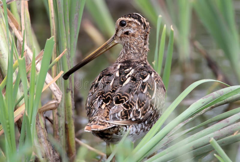 Common Snipe shot close-up stock photo. Image of bird - 109399928