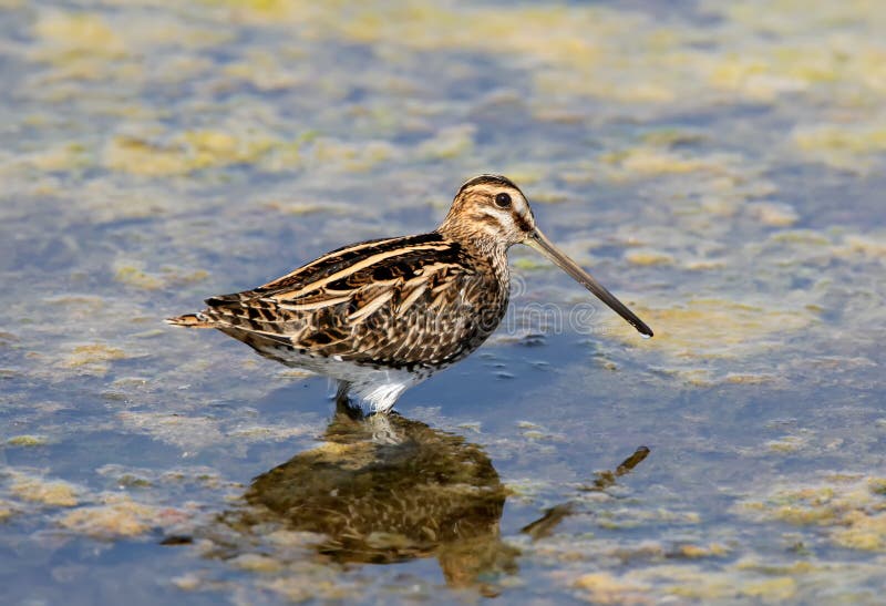 Common Snipe Stand on the Water with a Reflection Stock Image - Image ...