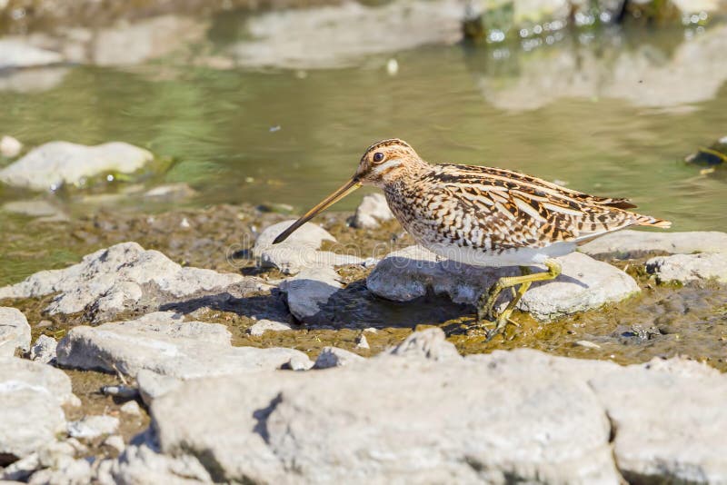 Common Snipe, Walking stock image. Image of fowl, birdlife - 76365697