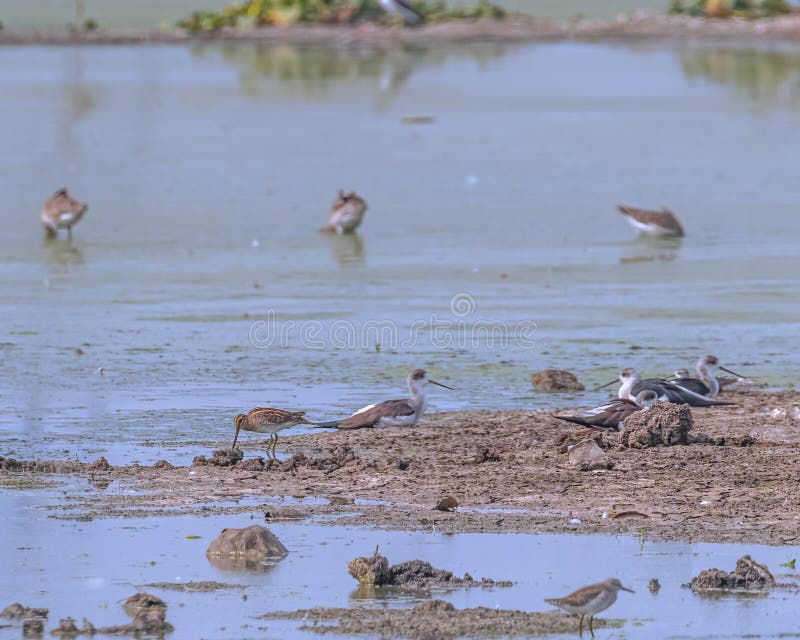 A Common Snipe stock image. Image of shallow, feather - 262945439