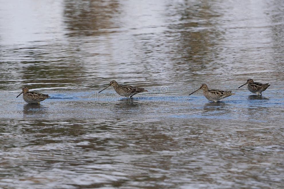Common Snipe in a Winter River Stock Image - Image of waterside, wild ...