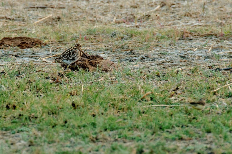 Common Snipe stock photo. Image of feather, wildlife - 299015490