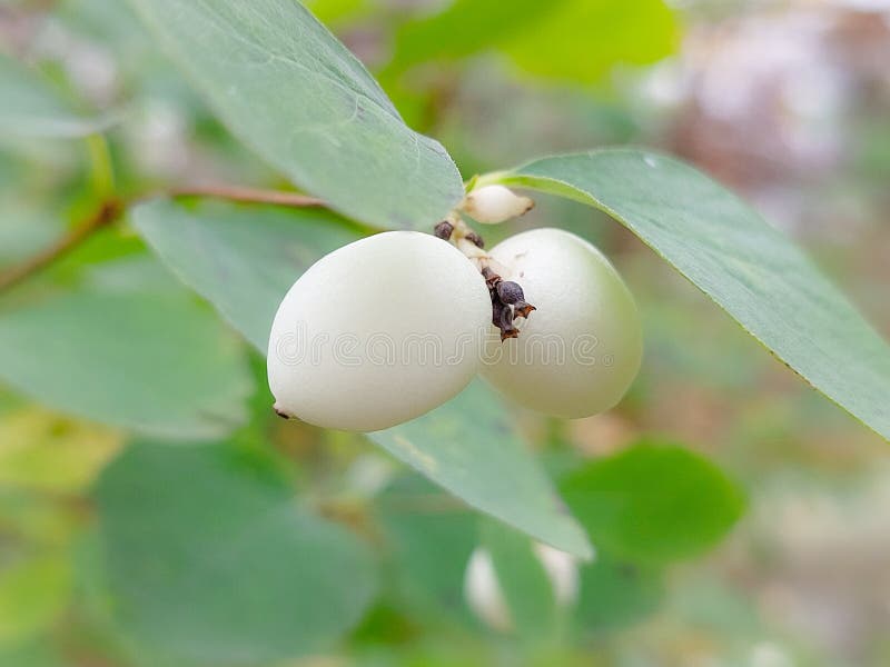 Common snowberry plant stock image. Image of caprifoliaceae - 260658673