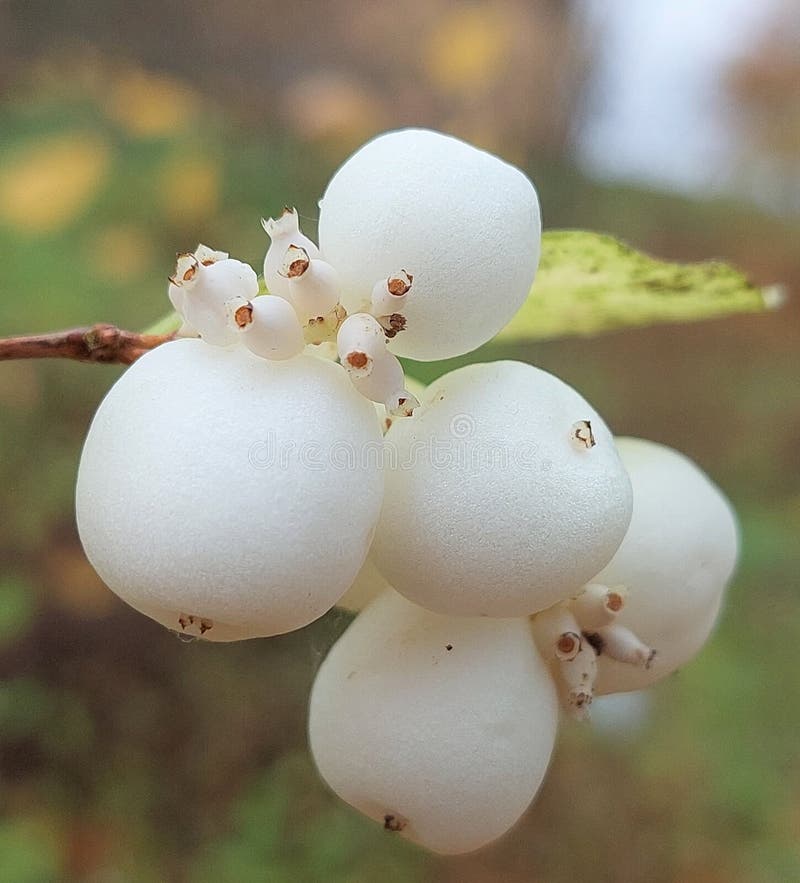 Common snowberry plant stock photo. Image of albus, poisonous - 260658698