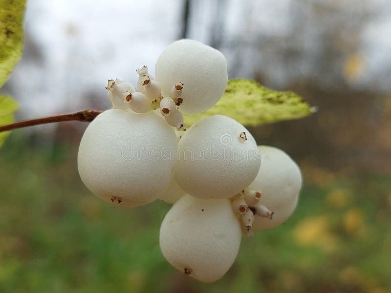 Common snowberry plant stock image. Image of white, poisonous - 260658781