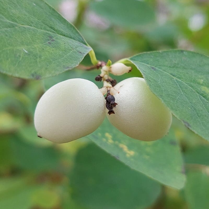 Common snowberry plant stock image. Image of caprifoliaceae - 260658805