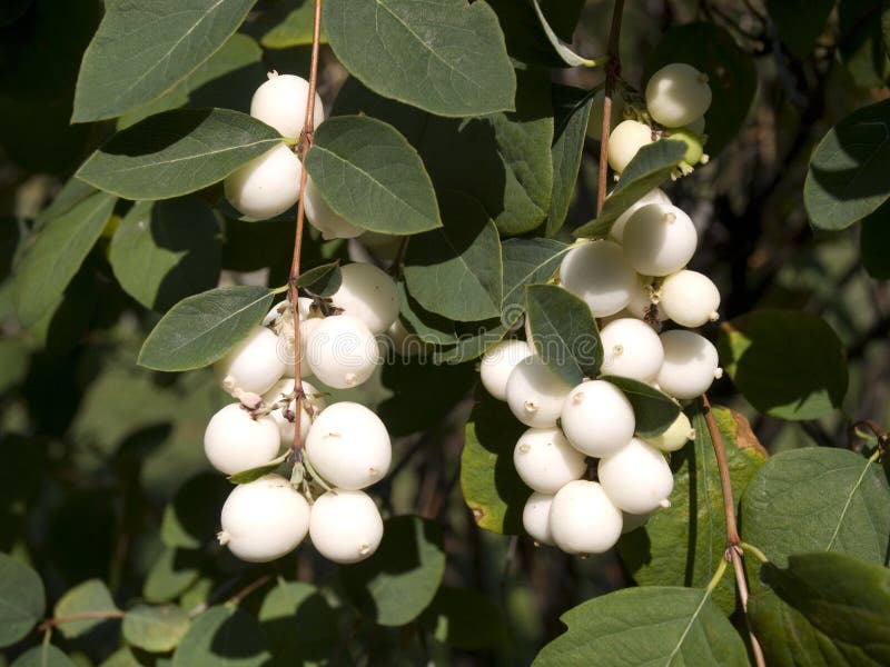 Common snowberry shrub stock photo. Image of plant, albus - 99614640