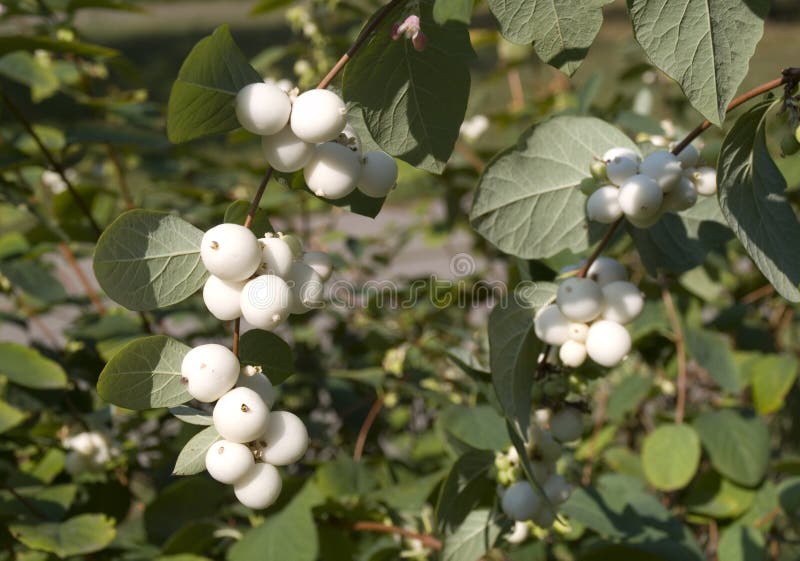 Common snowberry shrub stock photo. Image of plant, albus - 99614640