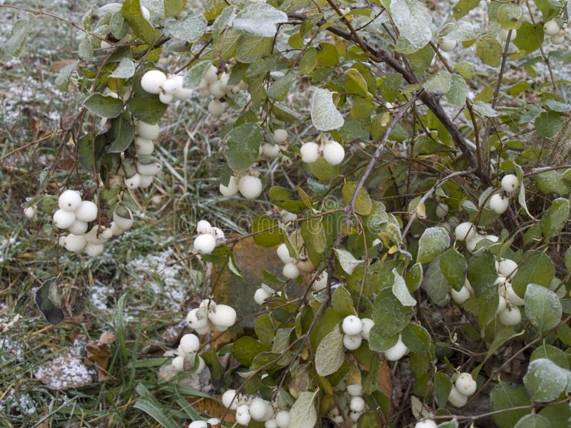 Common snowberry shrub stock image. Image of honeysuckle - 104547289