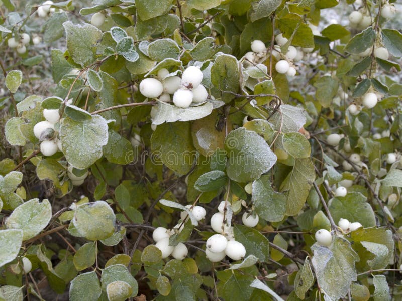 Common snowberry shrub stock photo. Image of plant, albus - 99614640