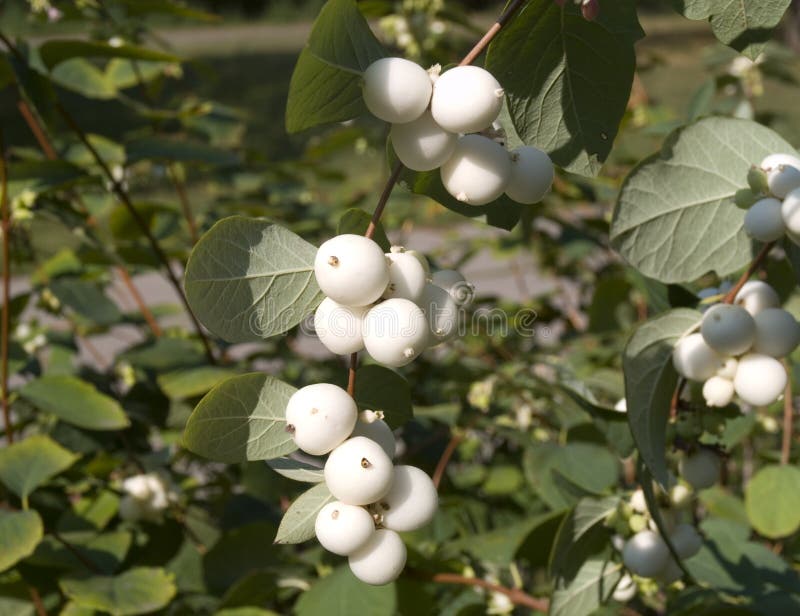 Common snowberry shrub stock photo. Image of plant, albus - 99614640