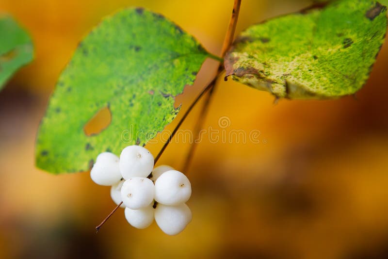 Common Snowberry Symphoricarpos Albus Stock Image - Image of outdoor ...