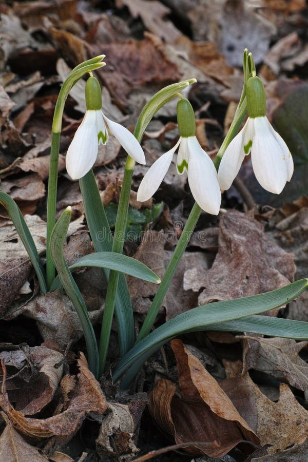 Snowdrop in bloom stock image. Image of green, blooming - 10967397